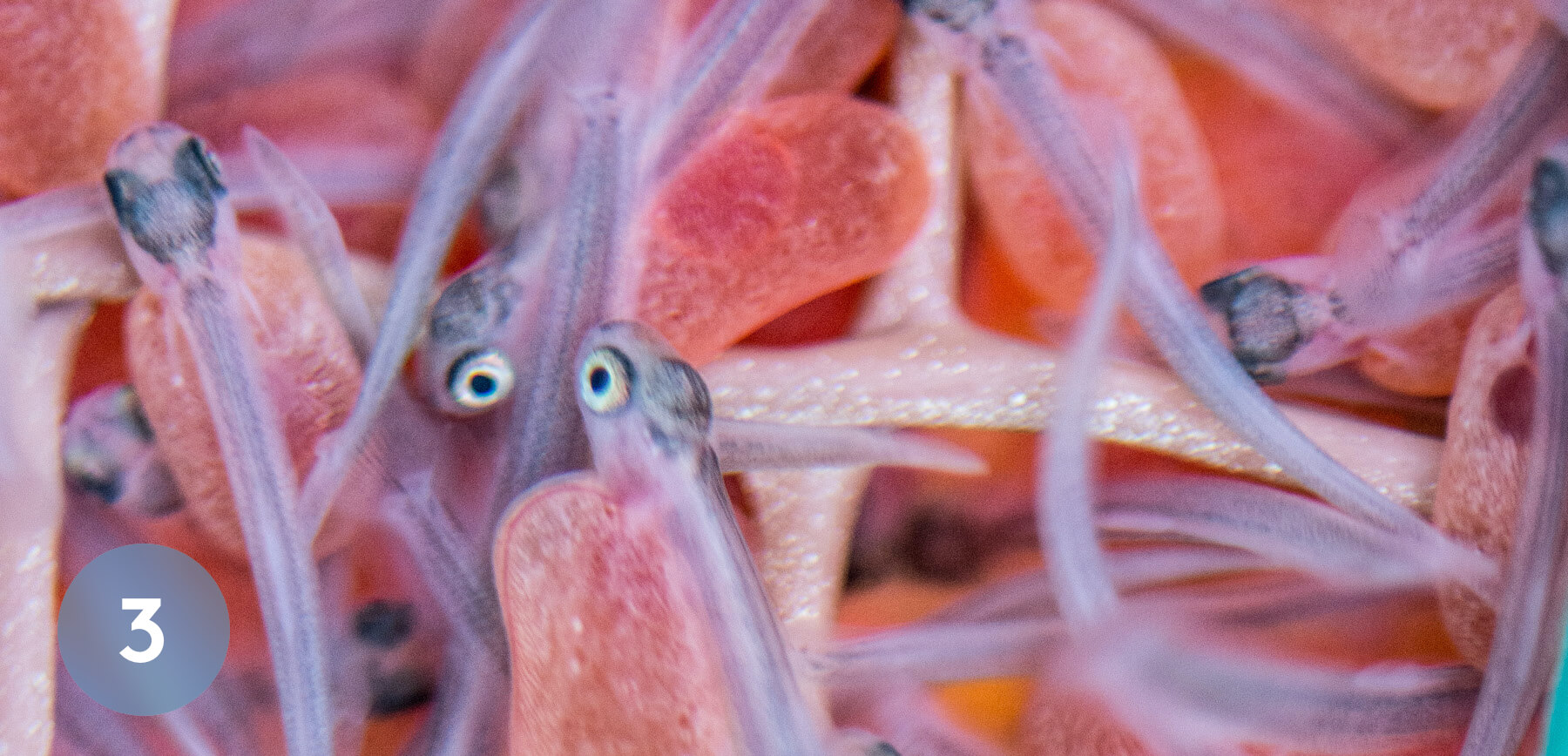 Freshwater Farming | New Zealand King Salmon