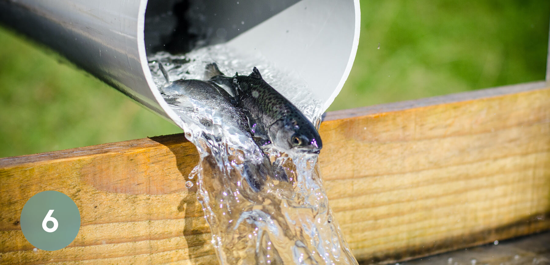 Freshwater Farming | New Zealand King Salmon