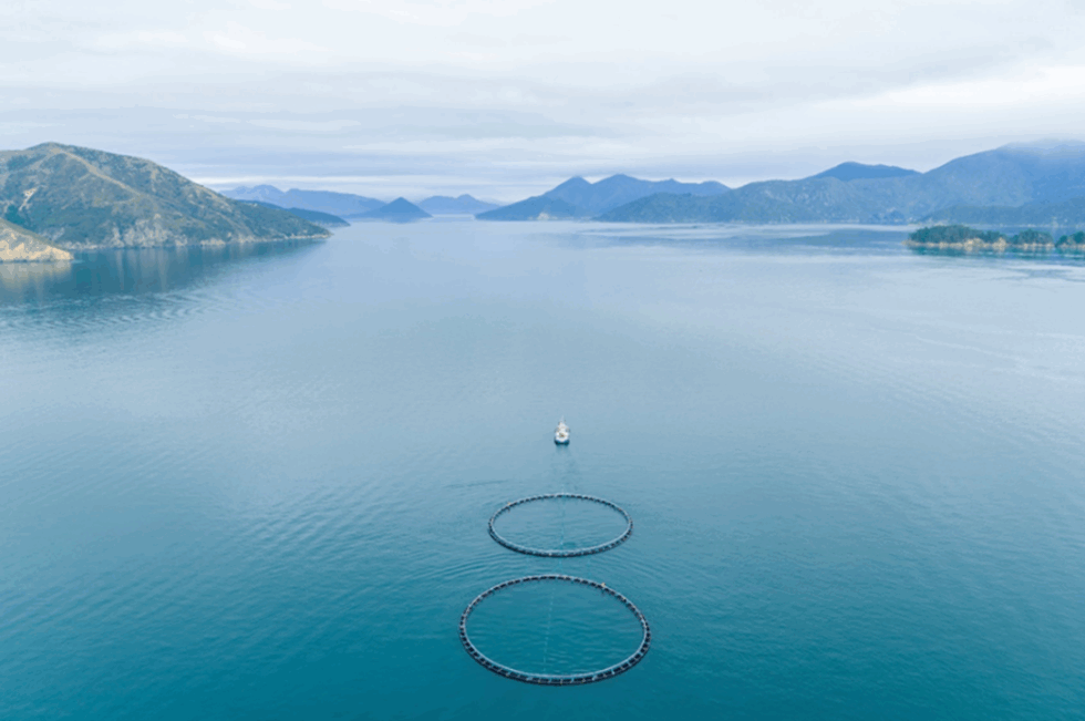 Another Step Towards Blue Endeavour | New Zealand King Salmon